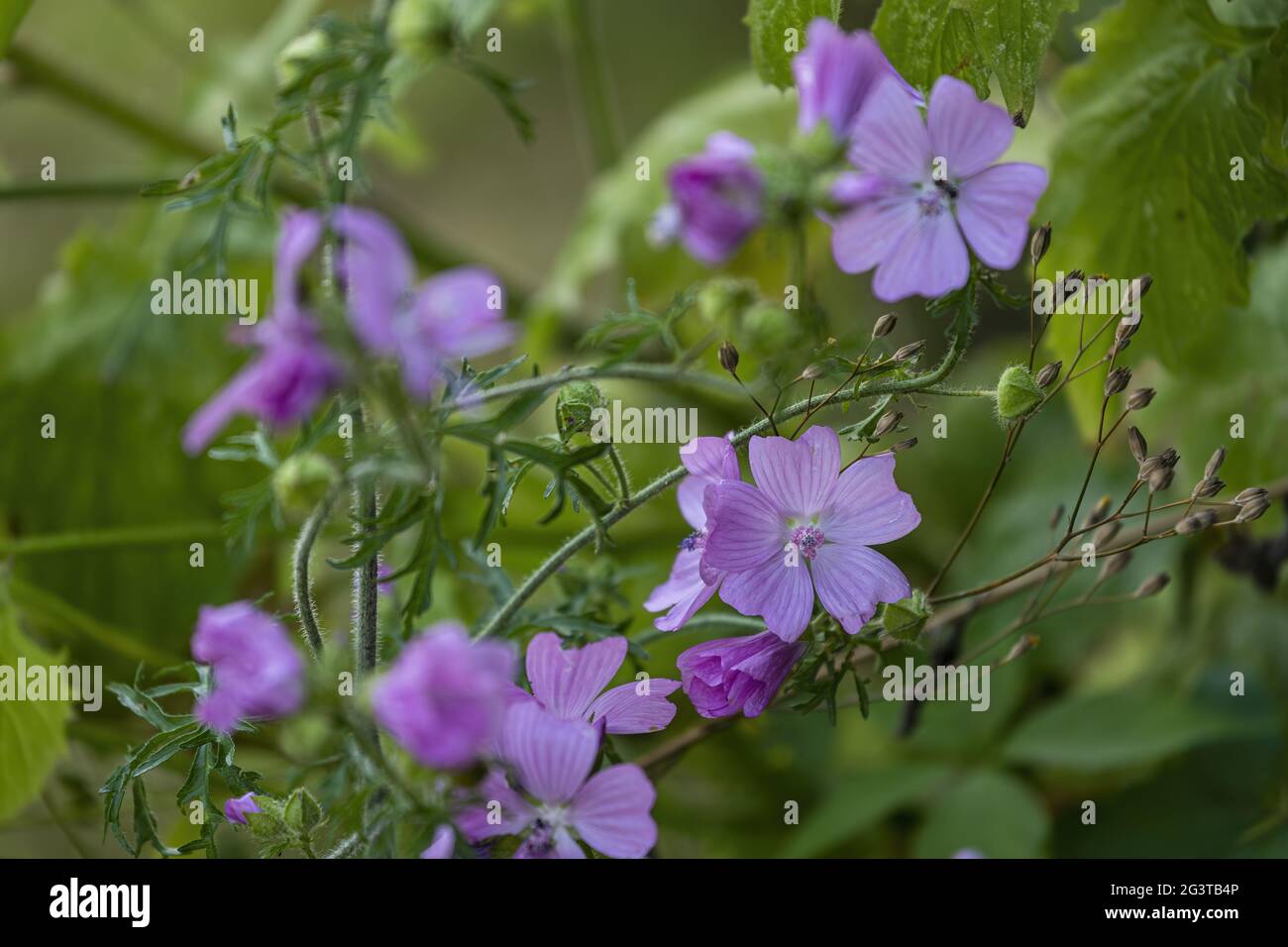 Blossoms of the rose mallow Stock Photo - Alamy