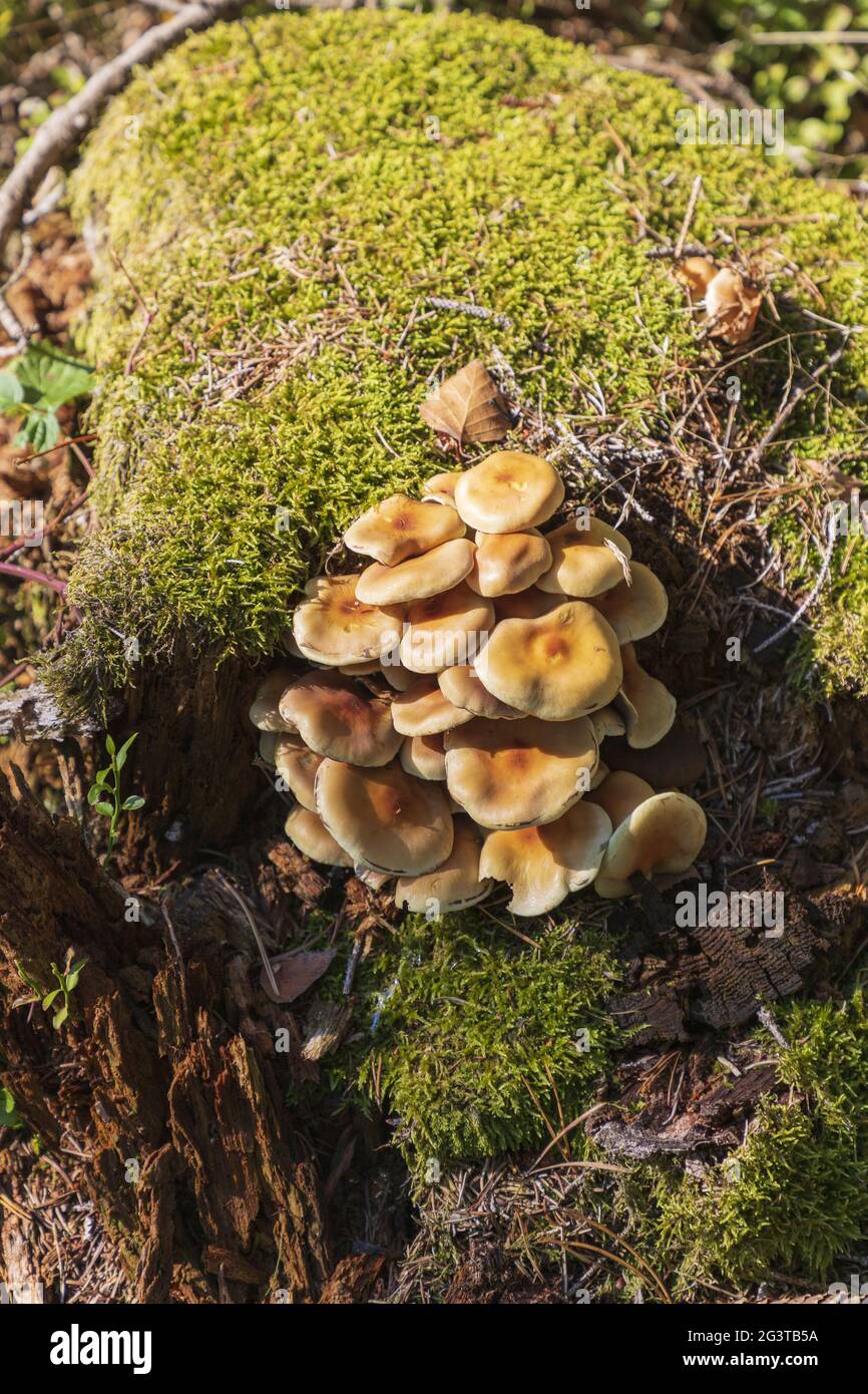Hive sponges on mossy tree stump Stock Photo - Alamy