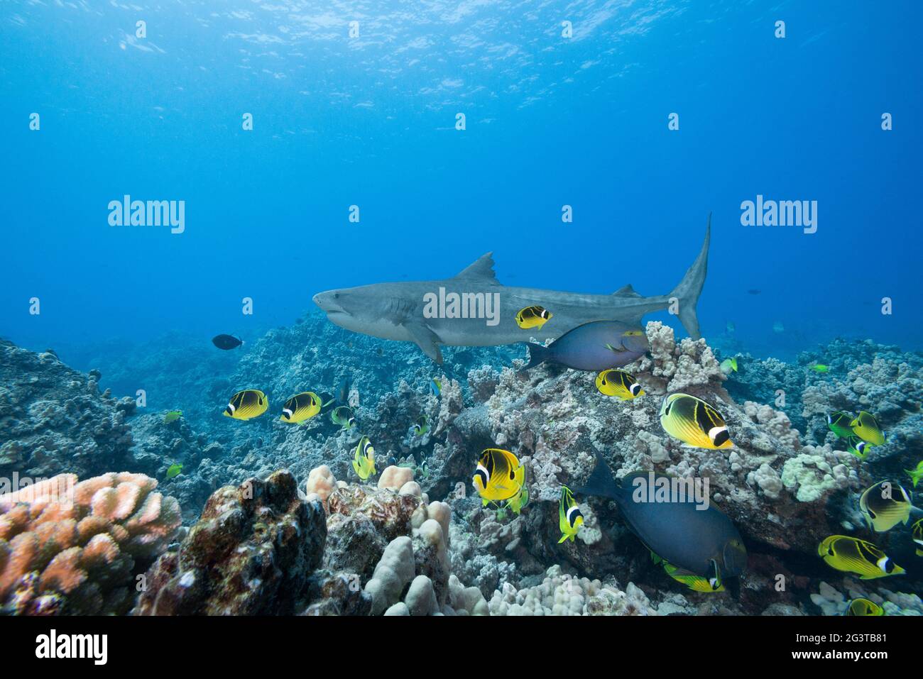 tiger shark, Galeocerdo cuvier, crosses reef with racoon butterflyfish ...