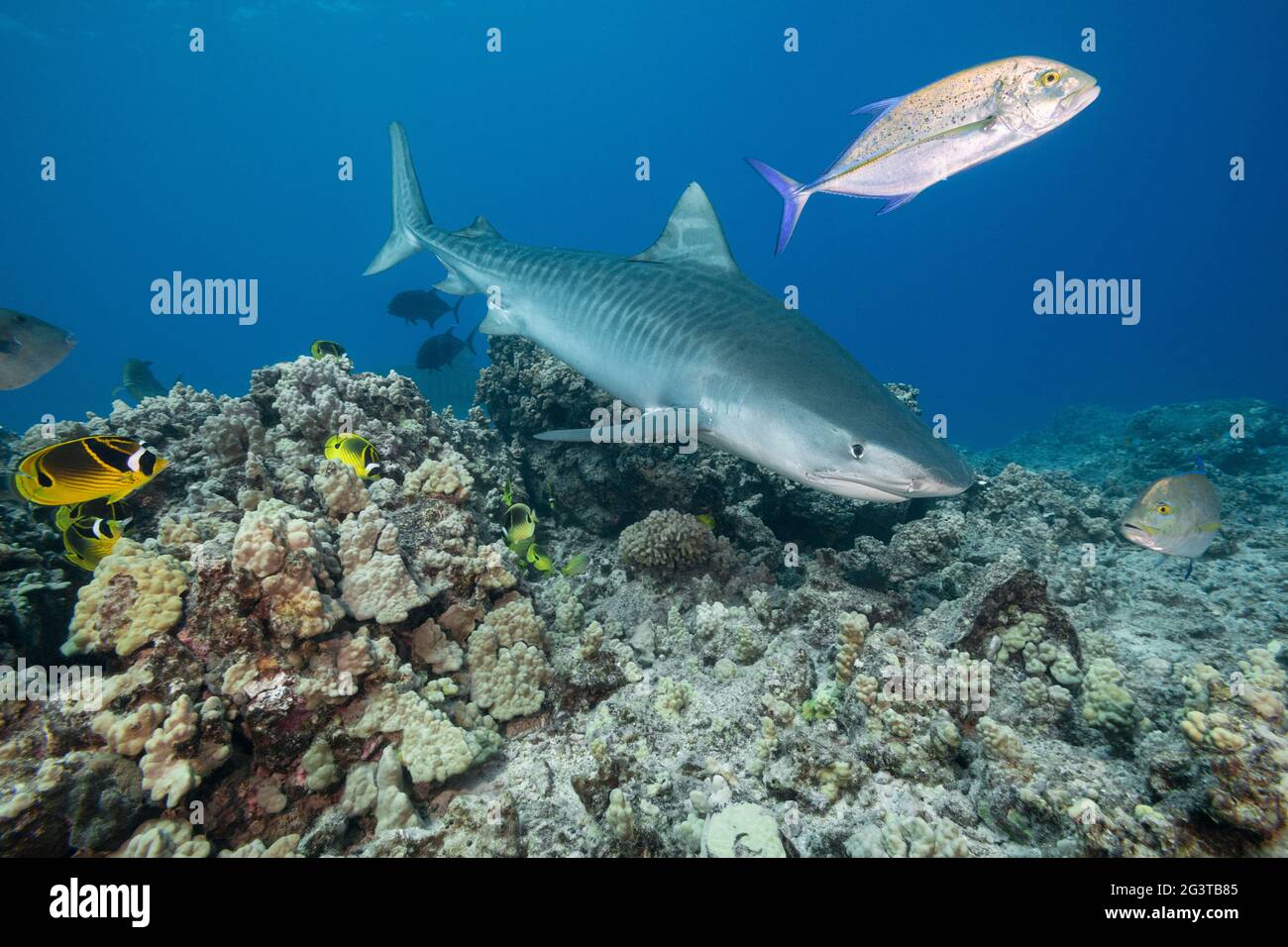 tiger shark, Galeocerdo cuvier, swims over reef with bluefin trevally ...