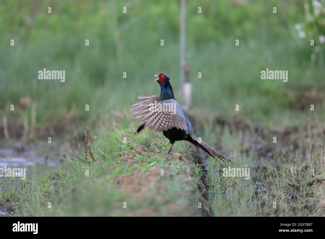Japanese Green Pheasant (Phasianus versicolor) male in Japan Stock ...