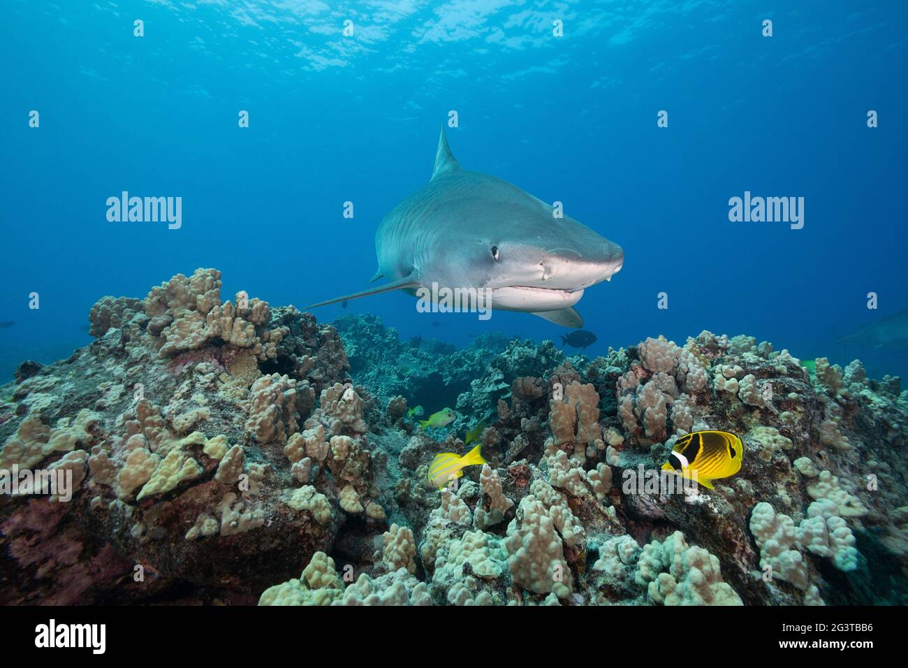 tiger shark, Galeocerdo cuvier, swims over reef with racoon ...