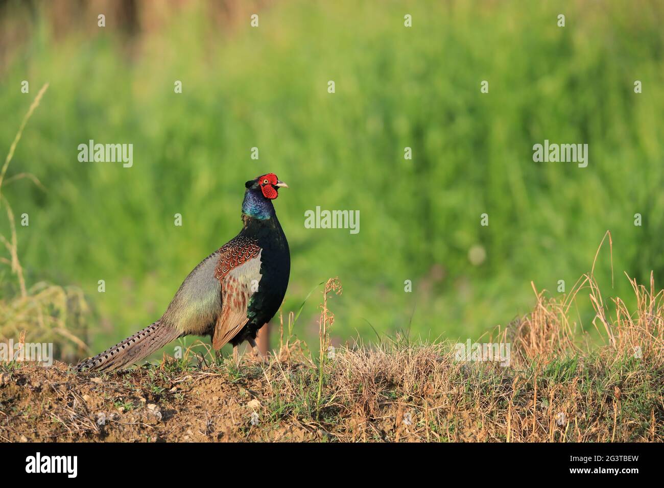 Japanese Green Pheasant (Phasianus versicolor) male in Japan Stock ...