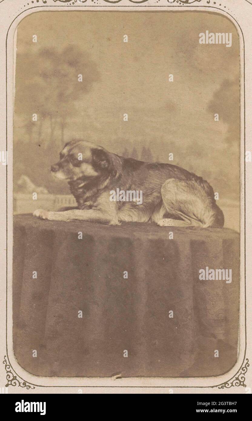 Lying dog called Fidel. Part of photo album with 36 recordings of ...