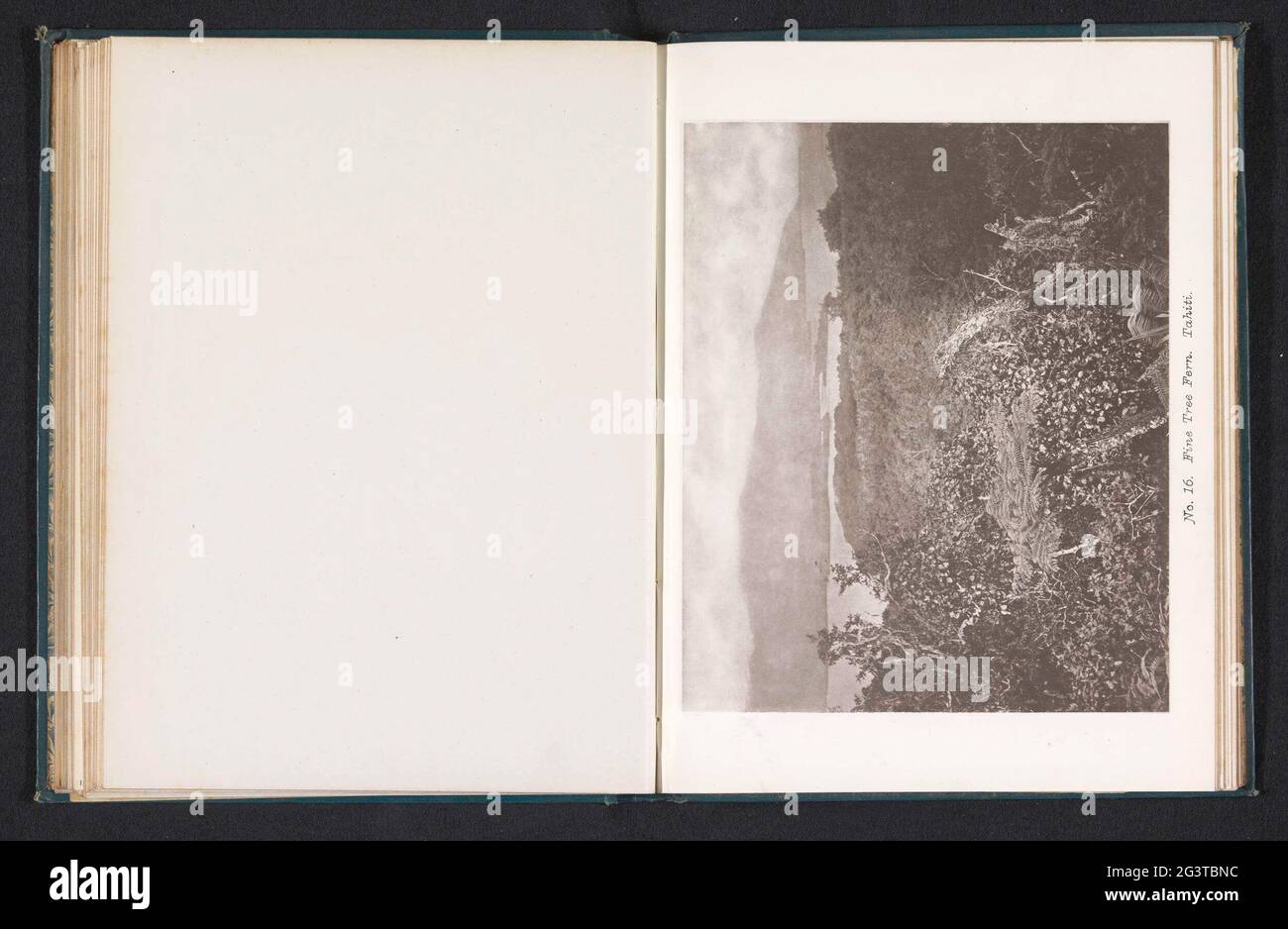 Boating and other plants on Tahiti; Fine Tree Fern. Tahiti Stock Photo ...