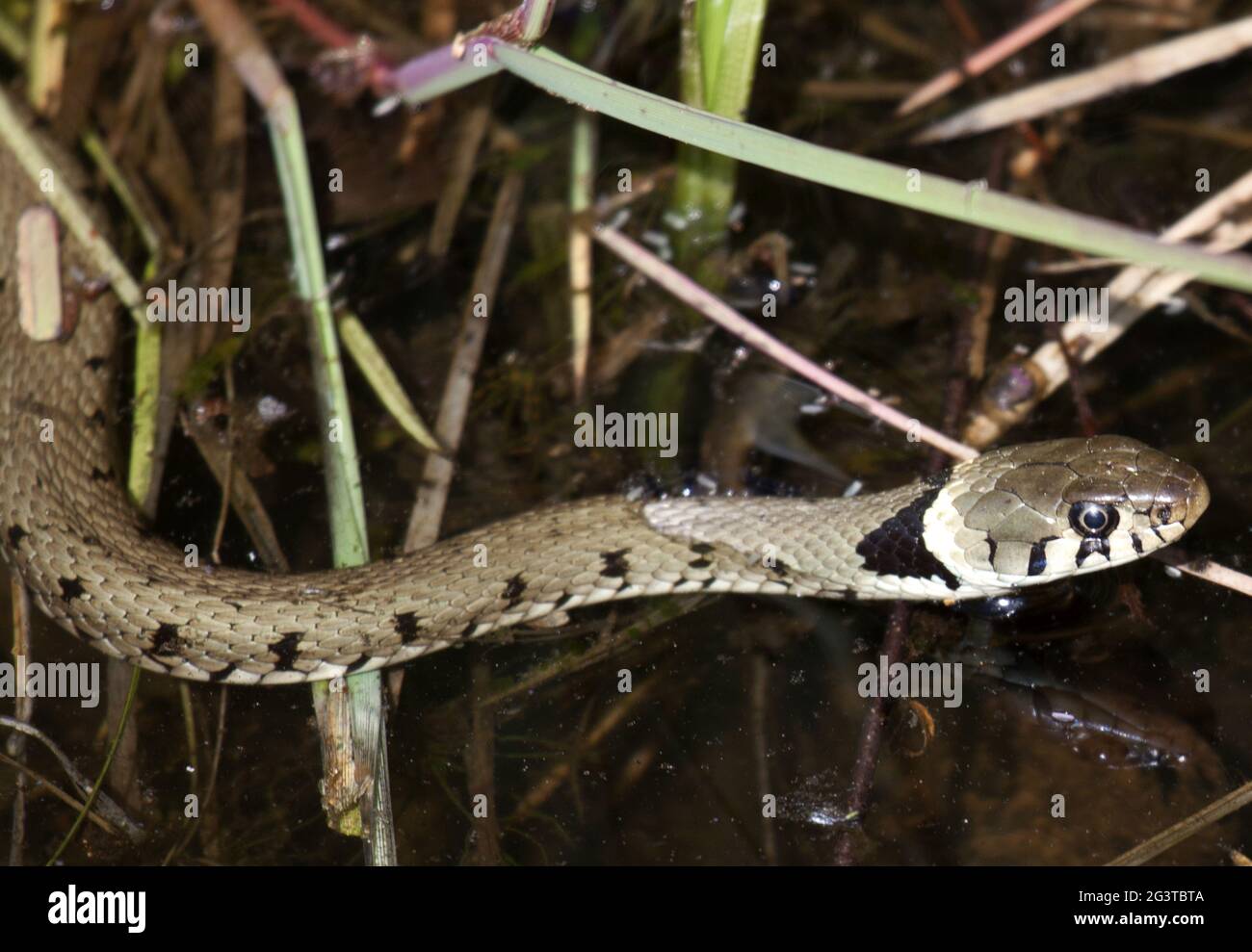 Grass snake germany natrix natrix hi-res stock photography and images ...