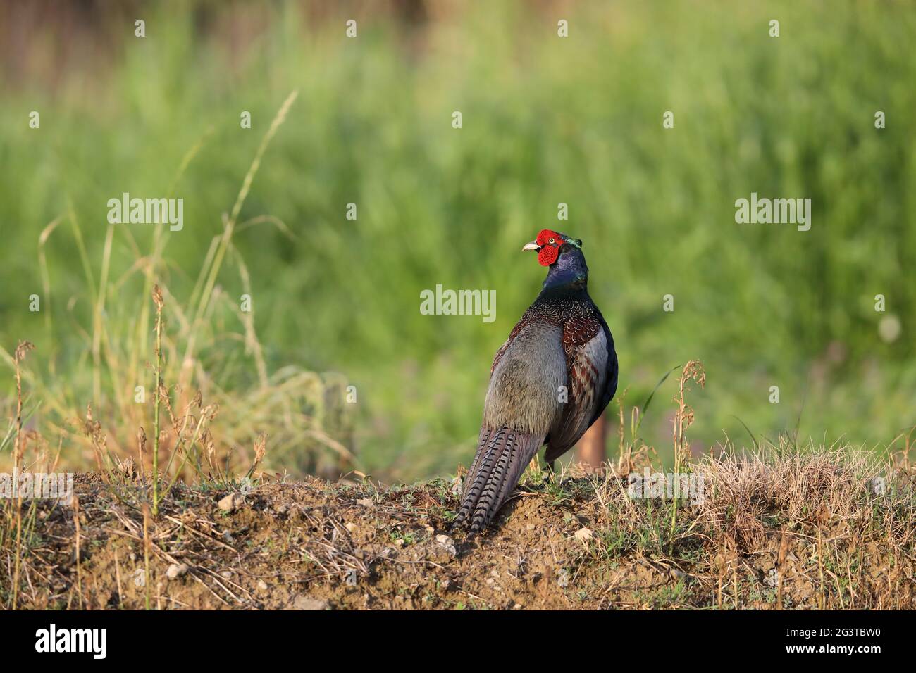 Japanese Green Pheasant (Phasianus versicolor) male in Japan Stock ...