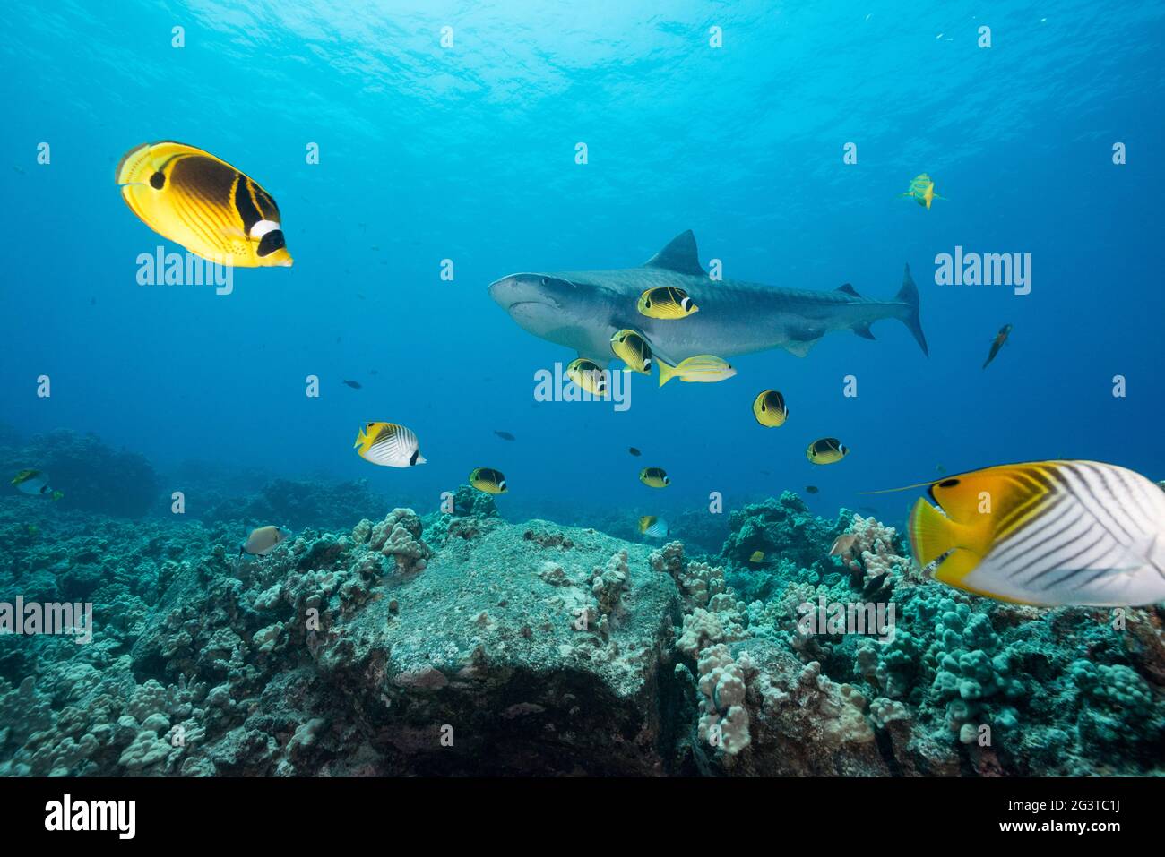 tiger shark, Galeocerdo cuvier, bluestripe snapper, racoon ...