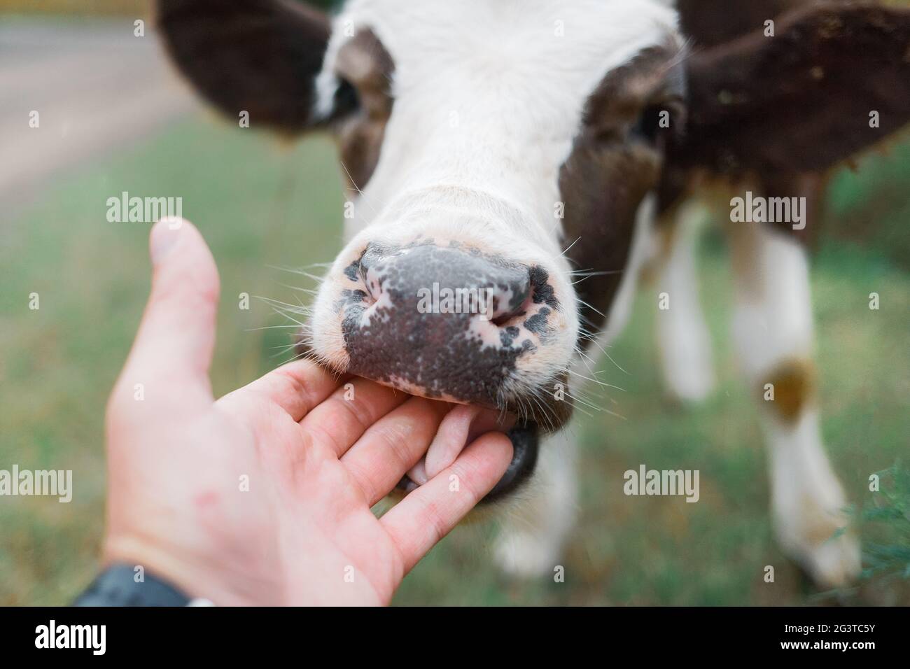 A young curious calf licks his hand. The farming of cattle Stock Photo ...