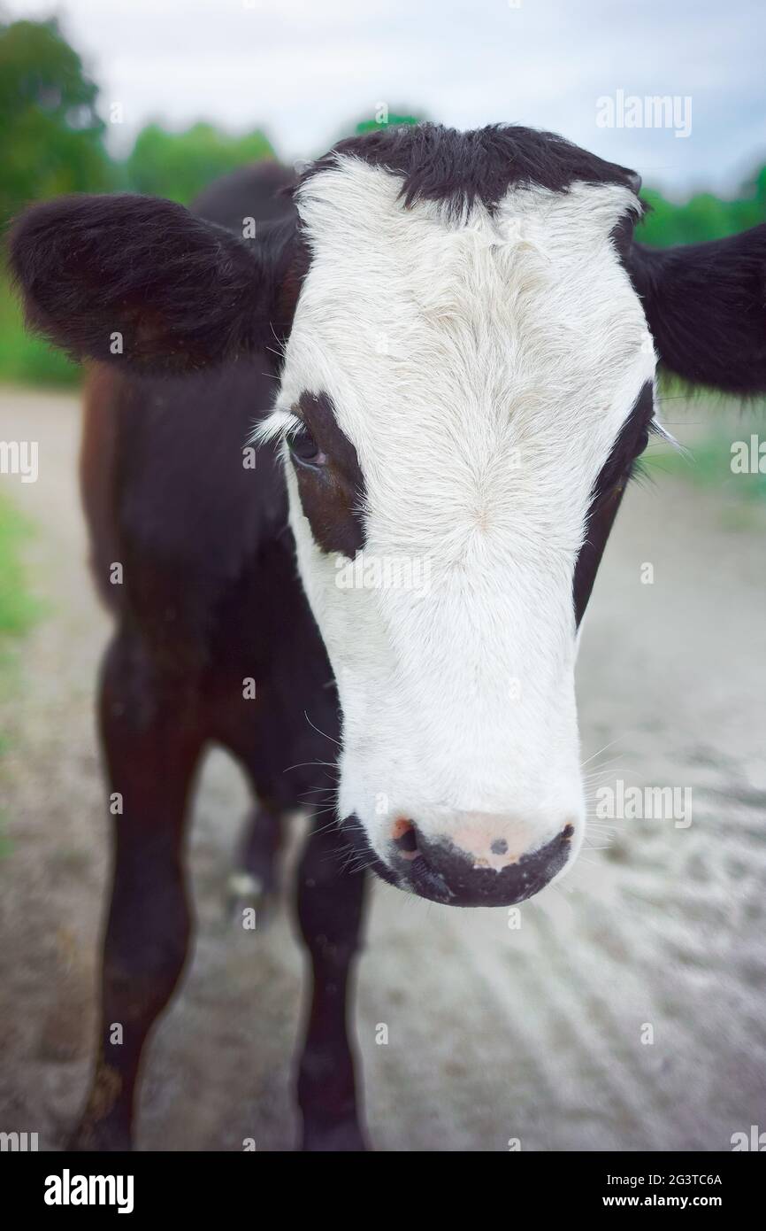 Cow and calf camera hi-res stock photography and images - Alamy