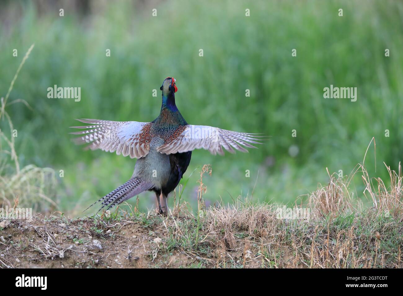 Japanese Green Pheasant (Phasianus versicolor) male in Japan Stock ...