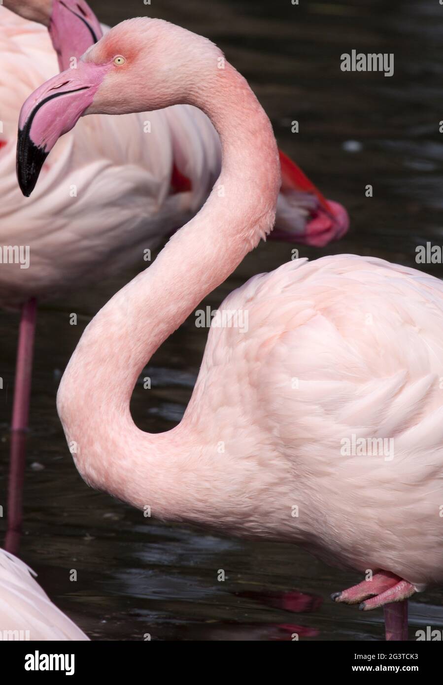 Flamingos morocco hi-res stock photography and images - Alamy