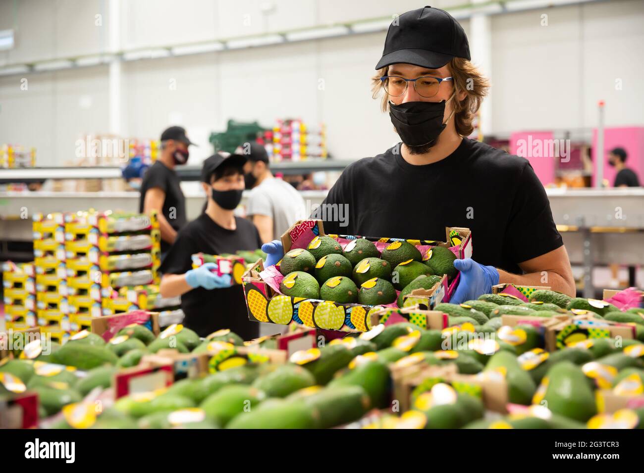 Serious man is dragging boxes of mangoes Stock Photo - Alamy