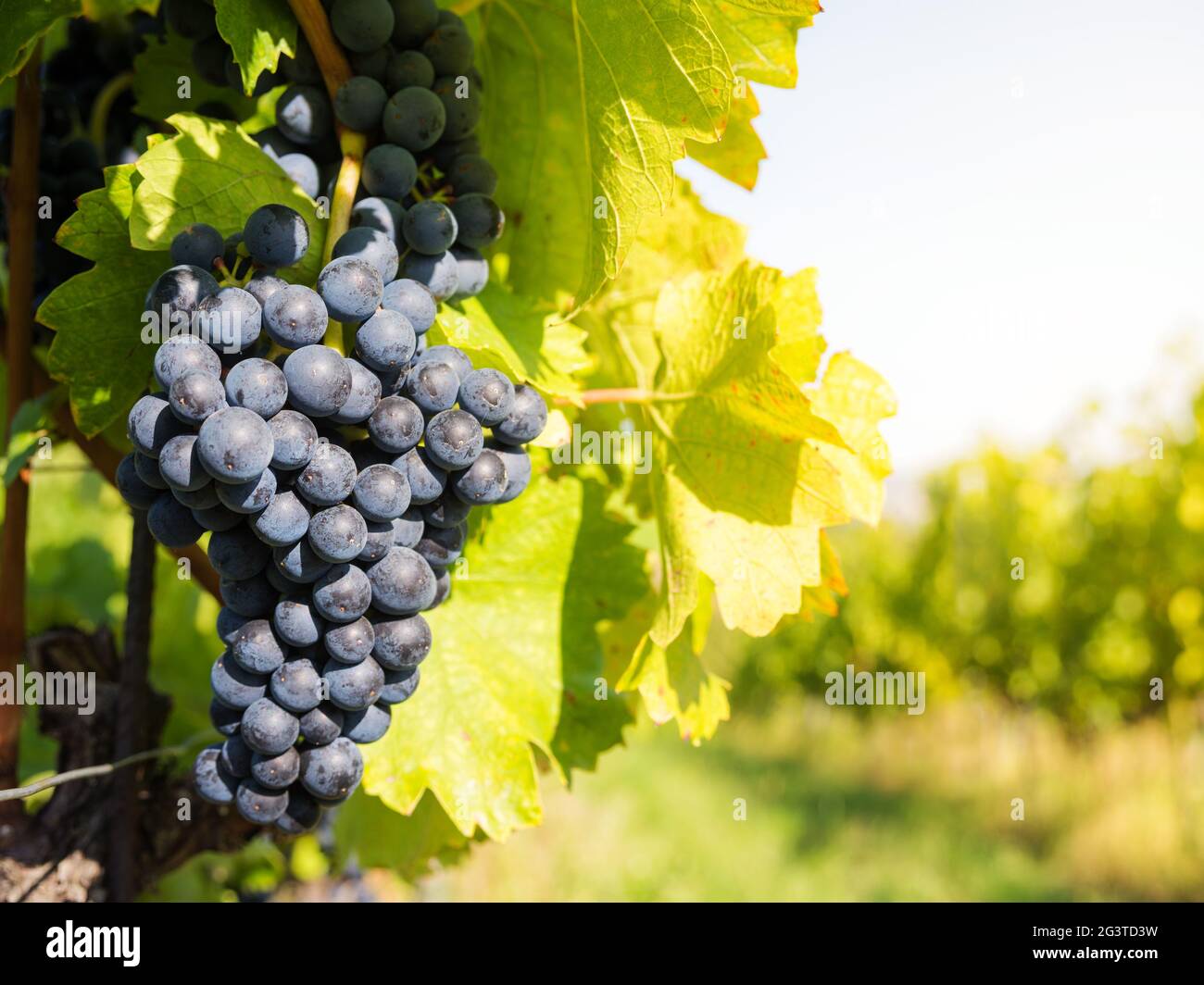 The red vineyard hi-res stock photography and images - Alamy
