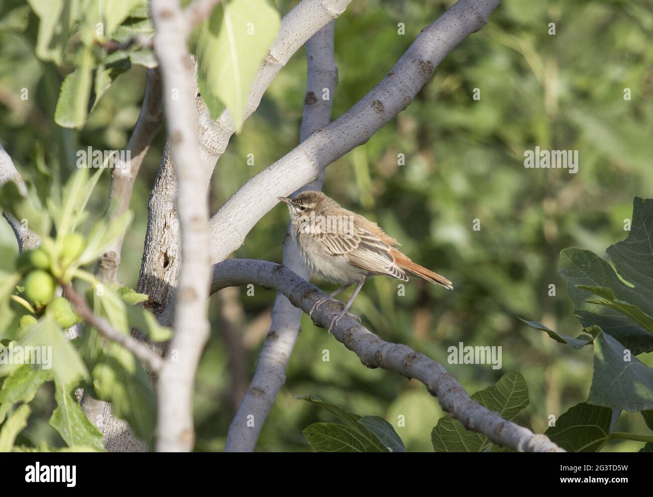 Rufous tailed scrub robin cercotrichas galactotes hi-res stock ...