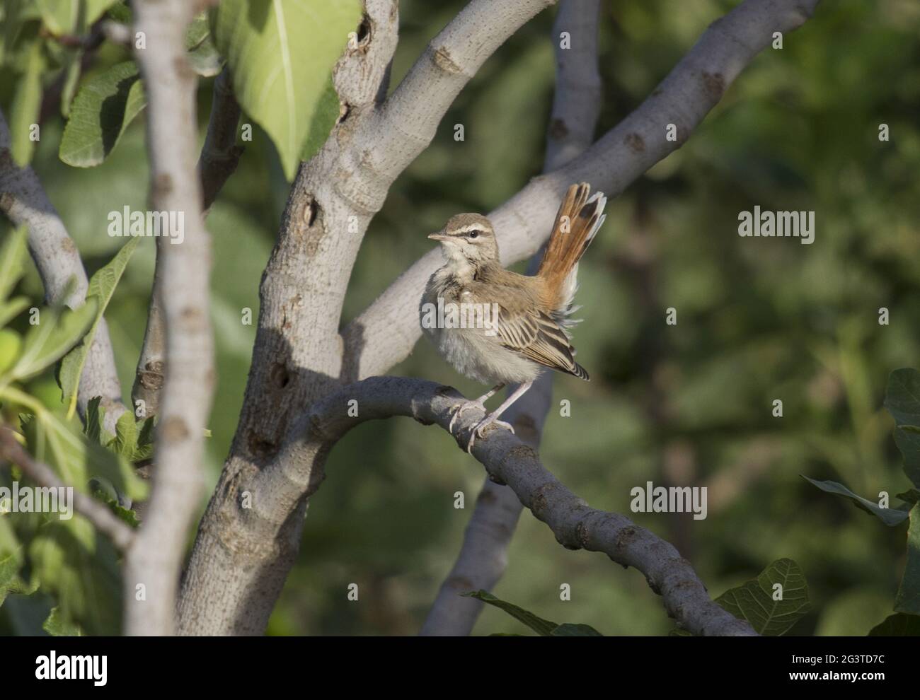 Rufous tailed scrub robin cercotrichas galactotes hi-res stock ...