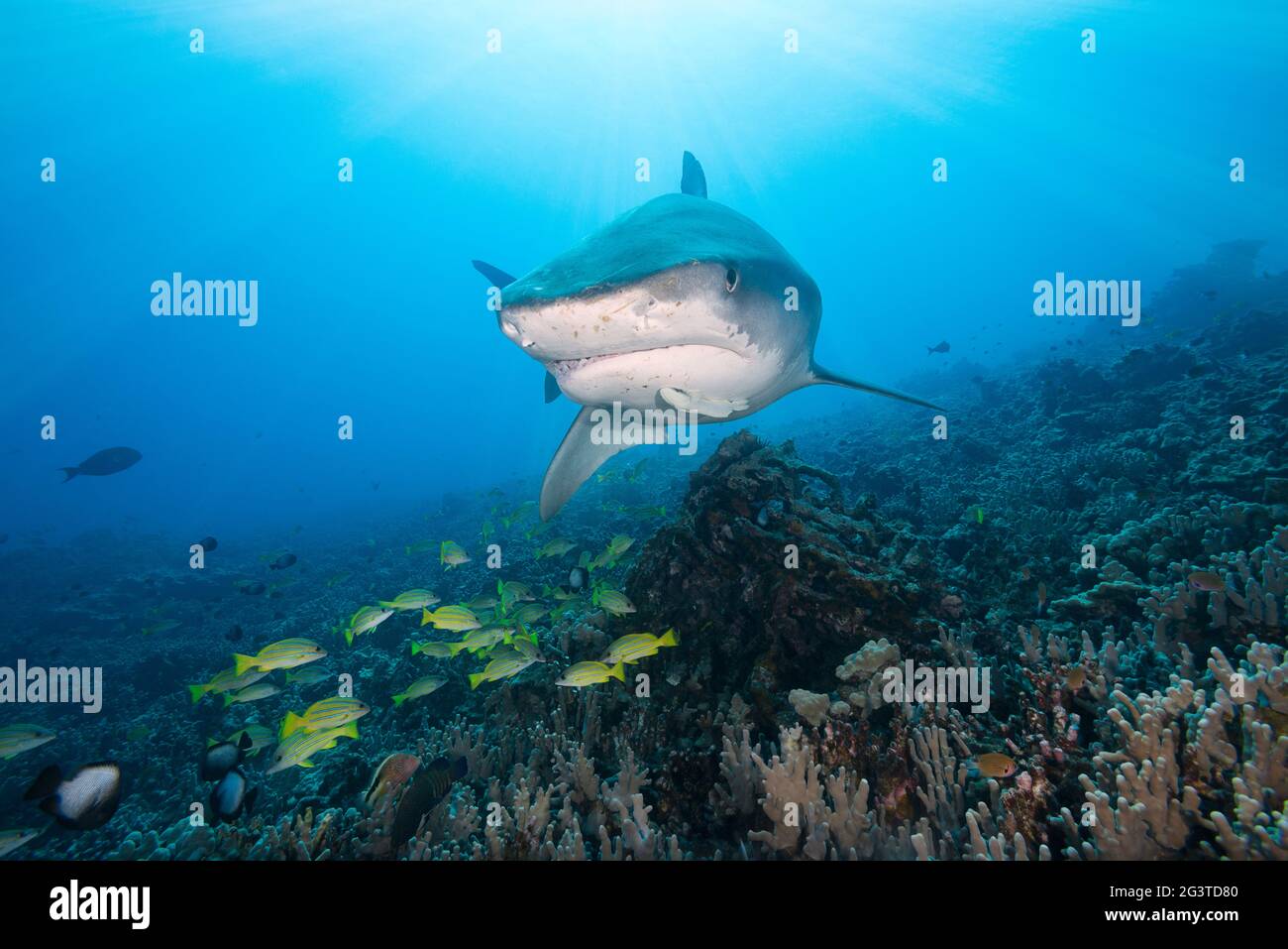 large female tiger shark, Galeocerdo cuvier, with crooked jaw from ...