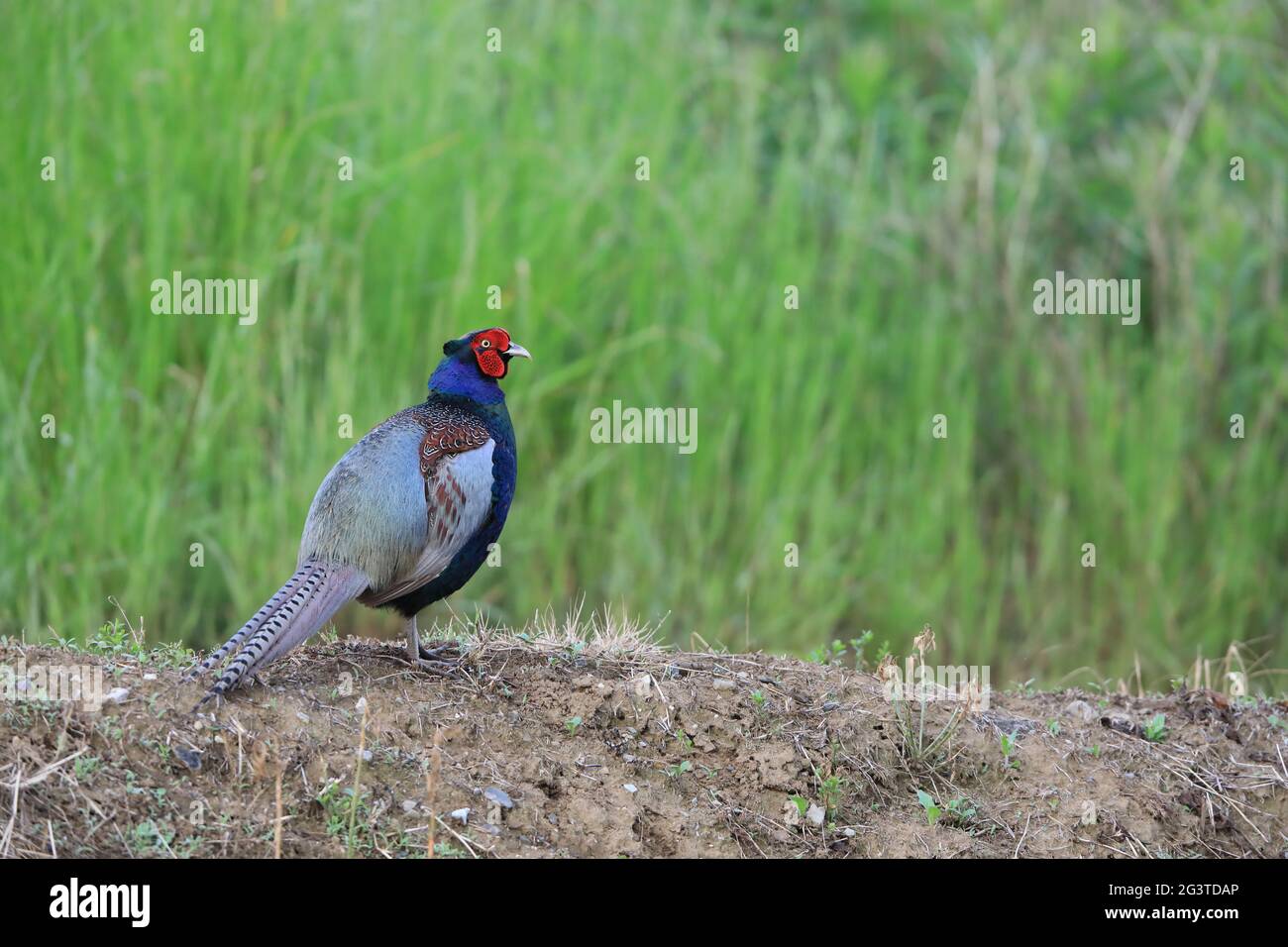 Japanese Green Pheasant (Phasianus versicolor) male in Japan Stock ...