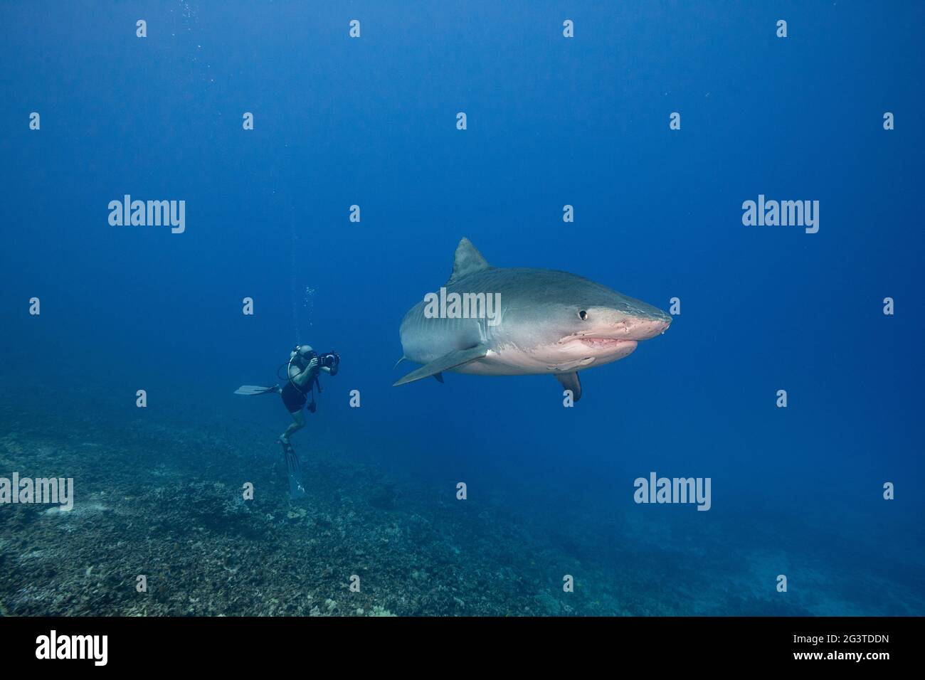 Shark with female diver hi-res stock photography and images - Alamy