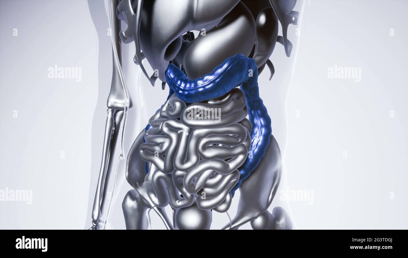 Human Colon Model with all Organs Stock Photo - Alamy