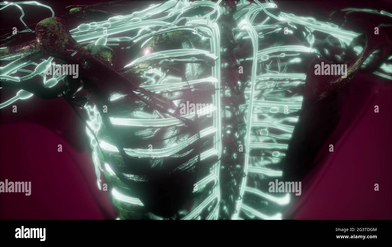 Human body glow blood vessels hi-res stock photography and images - Alamy