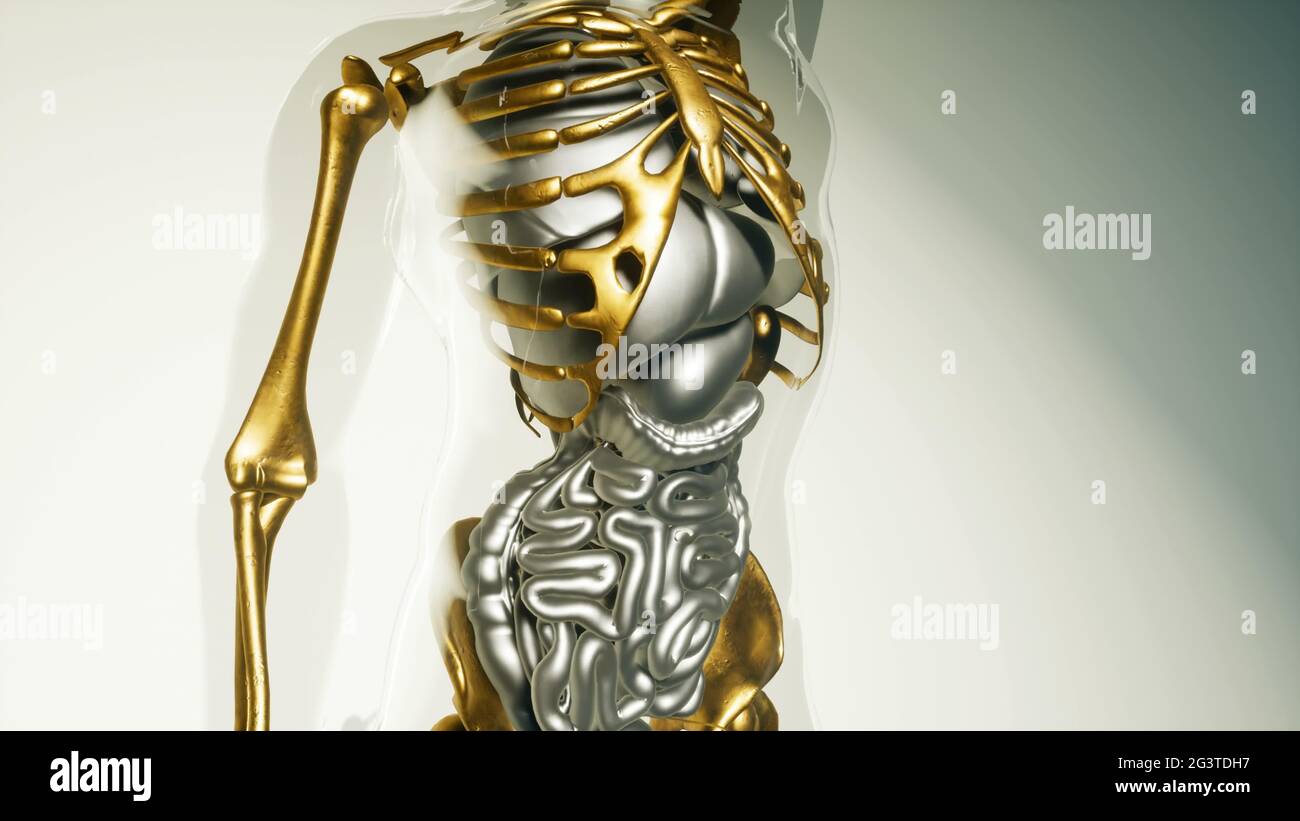 Human Skeleton Bones Model with Organs Stock Photo - Alamy