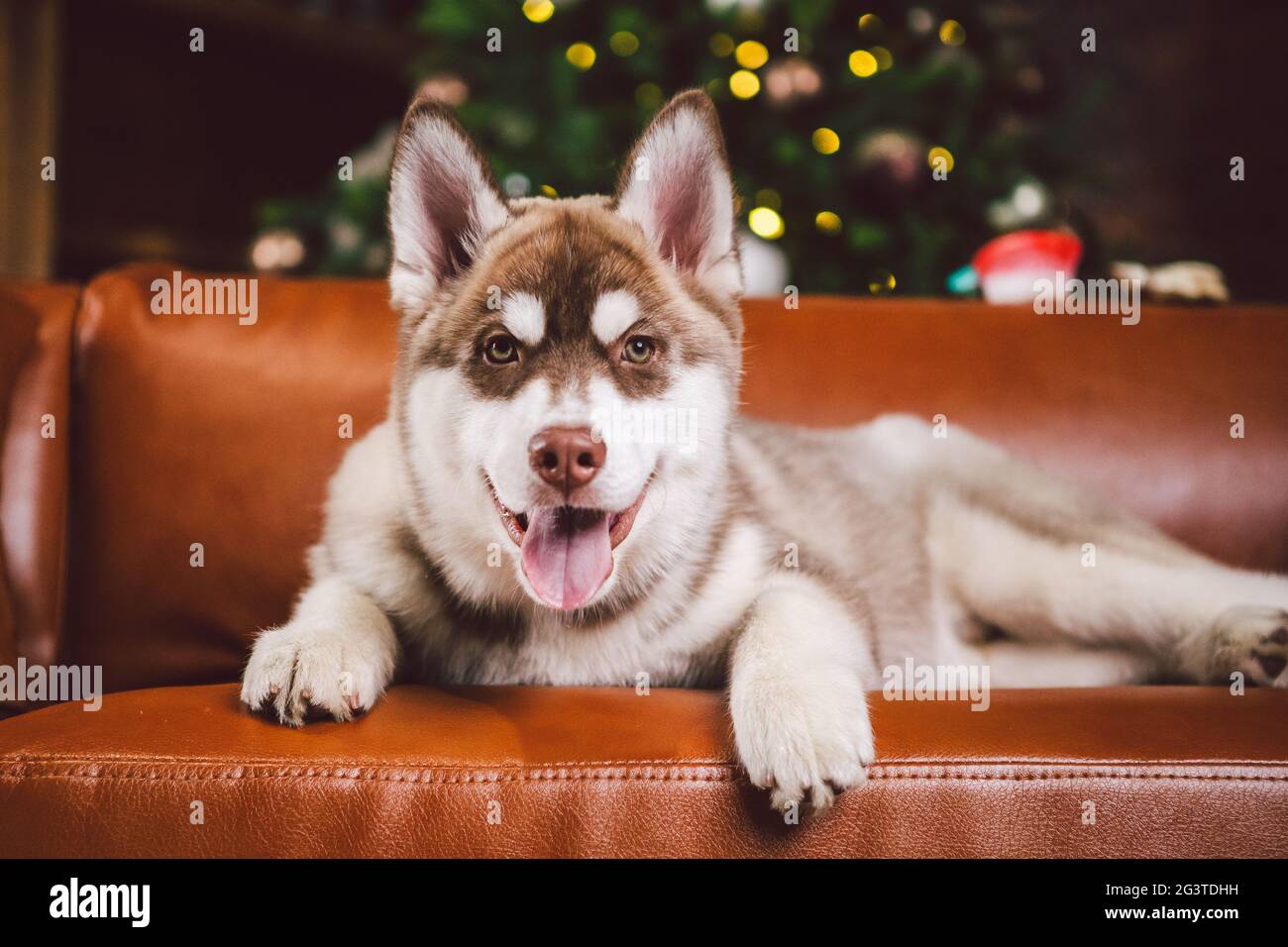 New puppy hi-res stock photography and images - Alamy