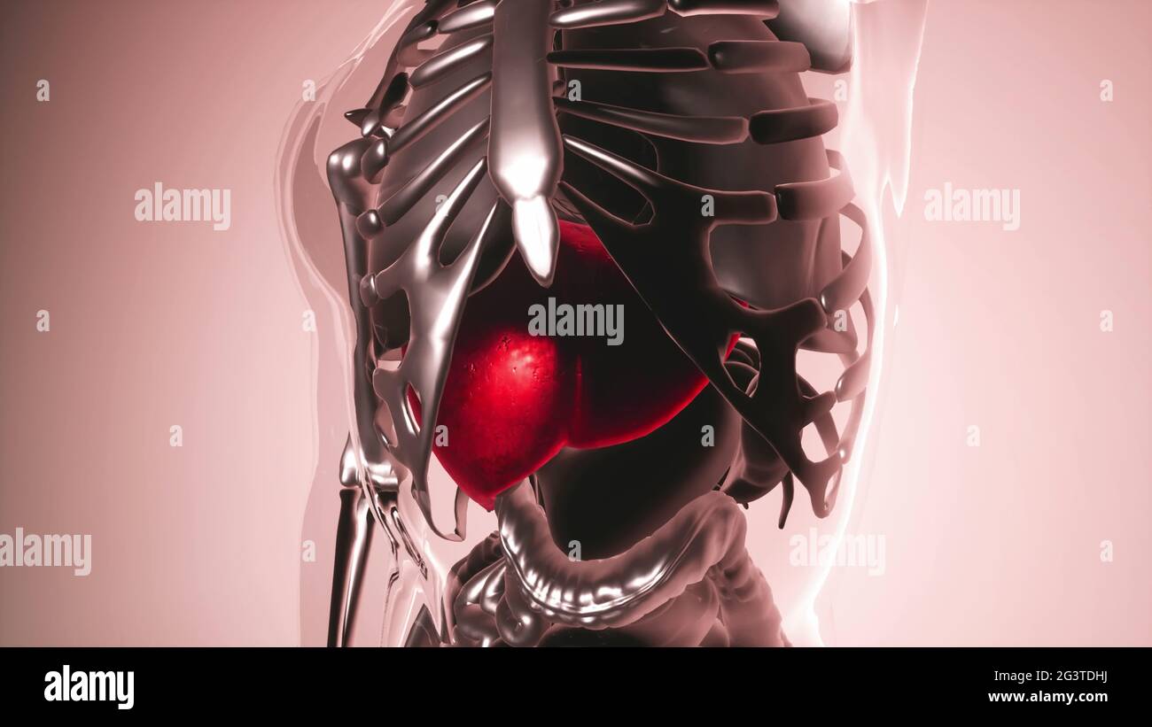 Human liver model organs bones hi-res stock photography and images - Alamy