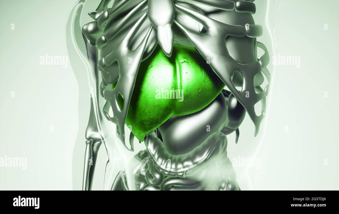 Human liver model organs bones hi-res stock photography and images - Alamy