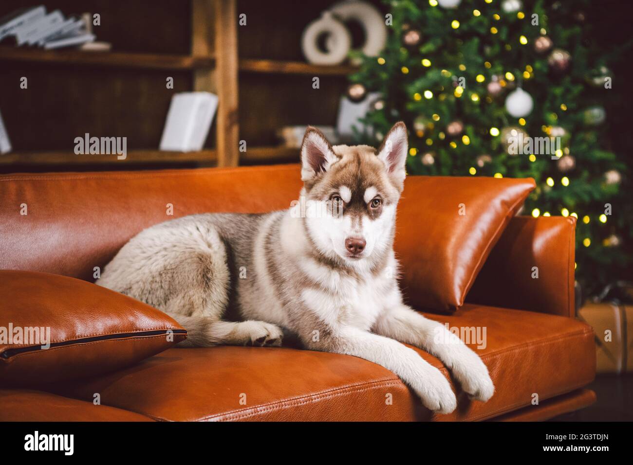 New puppy in home hi-res stock photography and images - Alamy