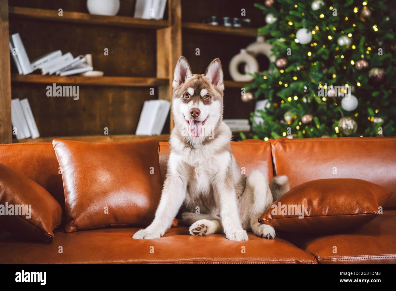 Baest friend, husky dog, puppy having fun in classic interior of luxury ...