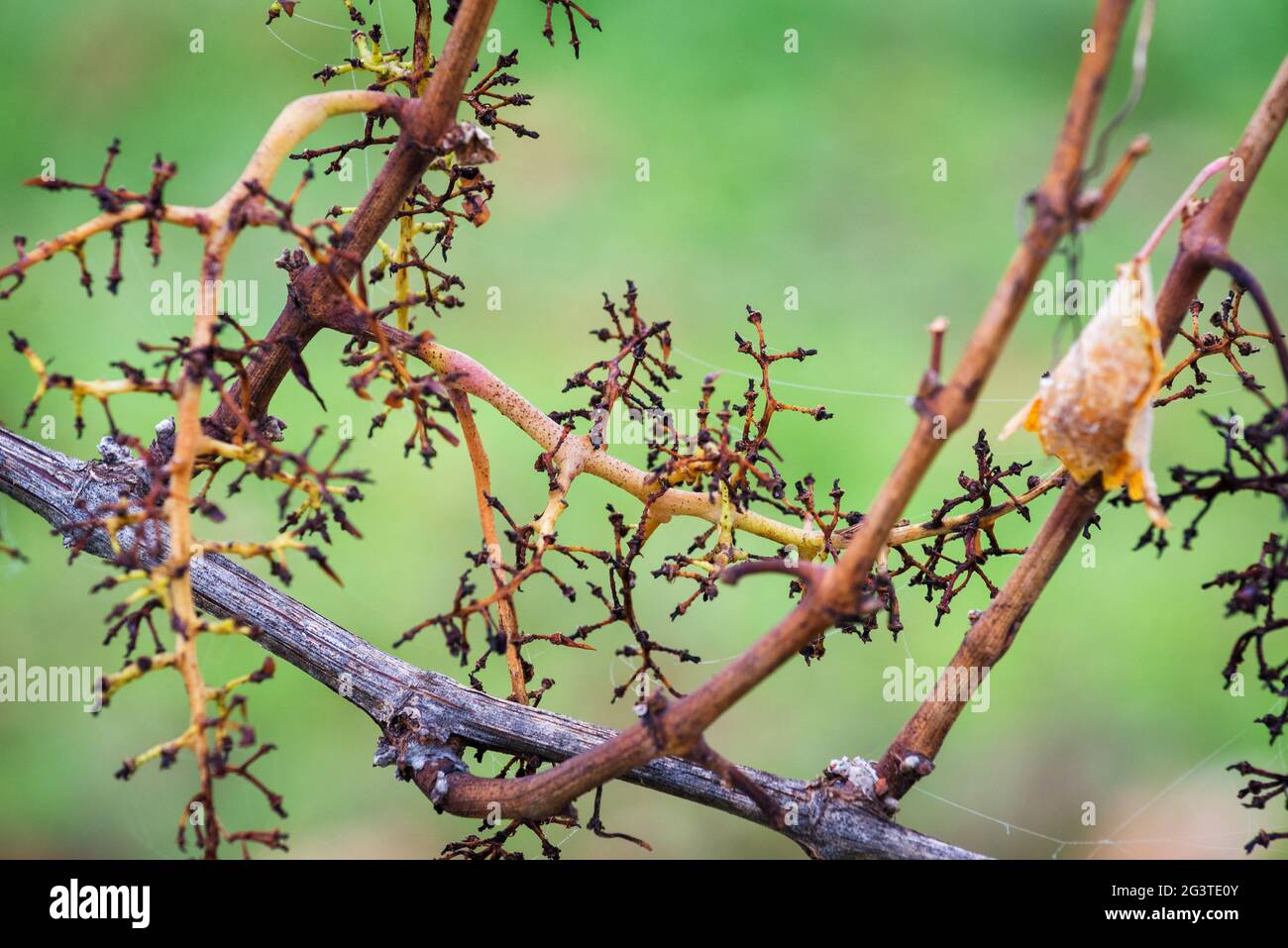 Empty grape after harvesting at a vineyard in Burgenland Stock Photo ...