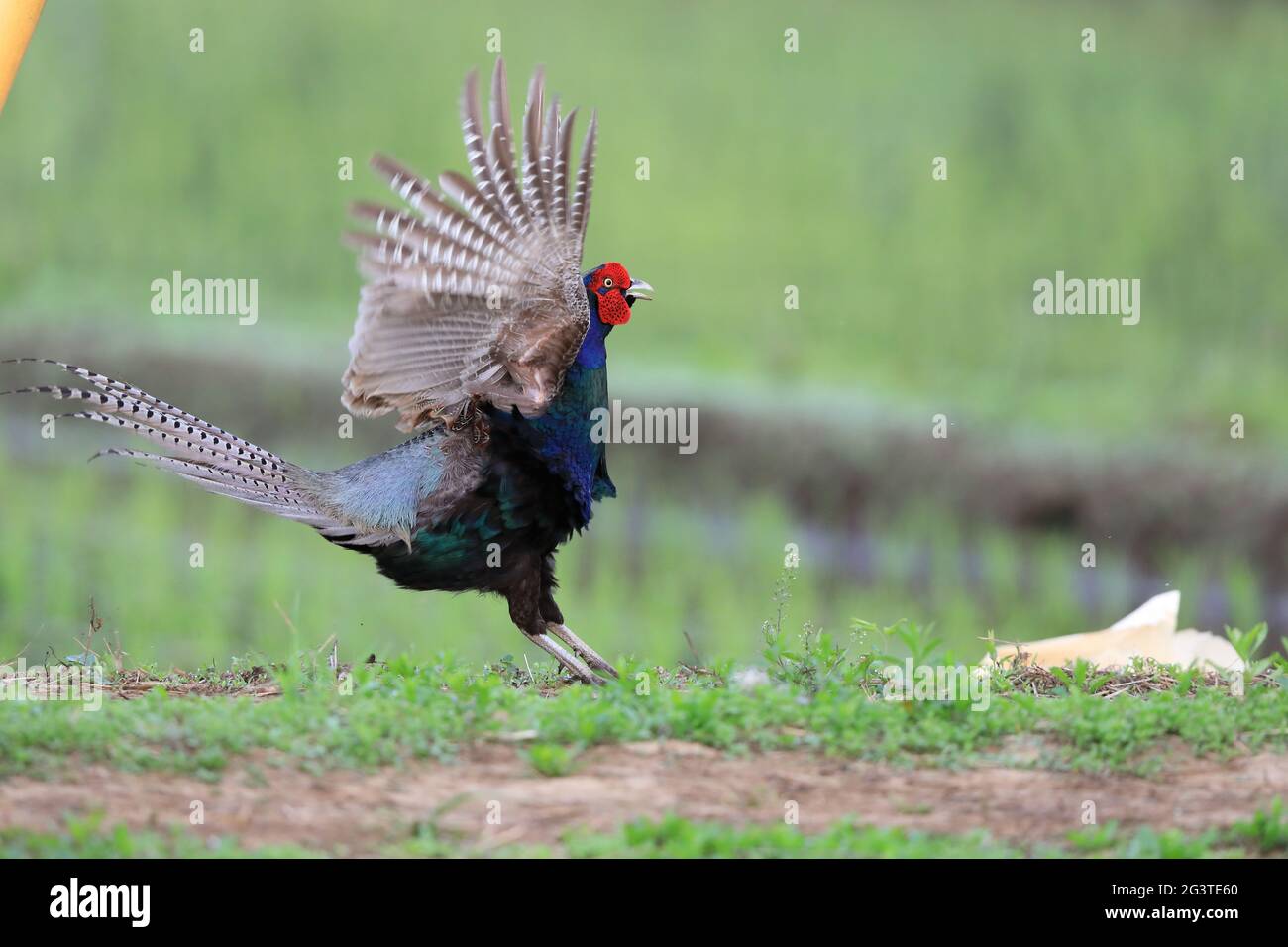 Japanese Green Pheasant (Phasianus versicolor) male in Japan Stock ...