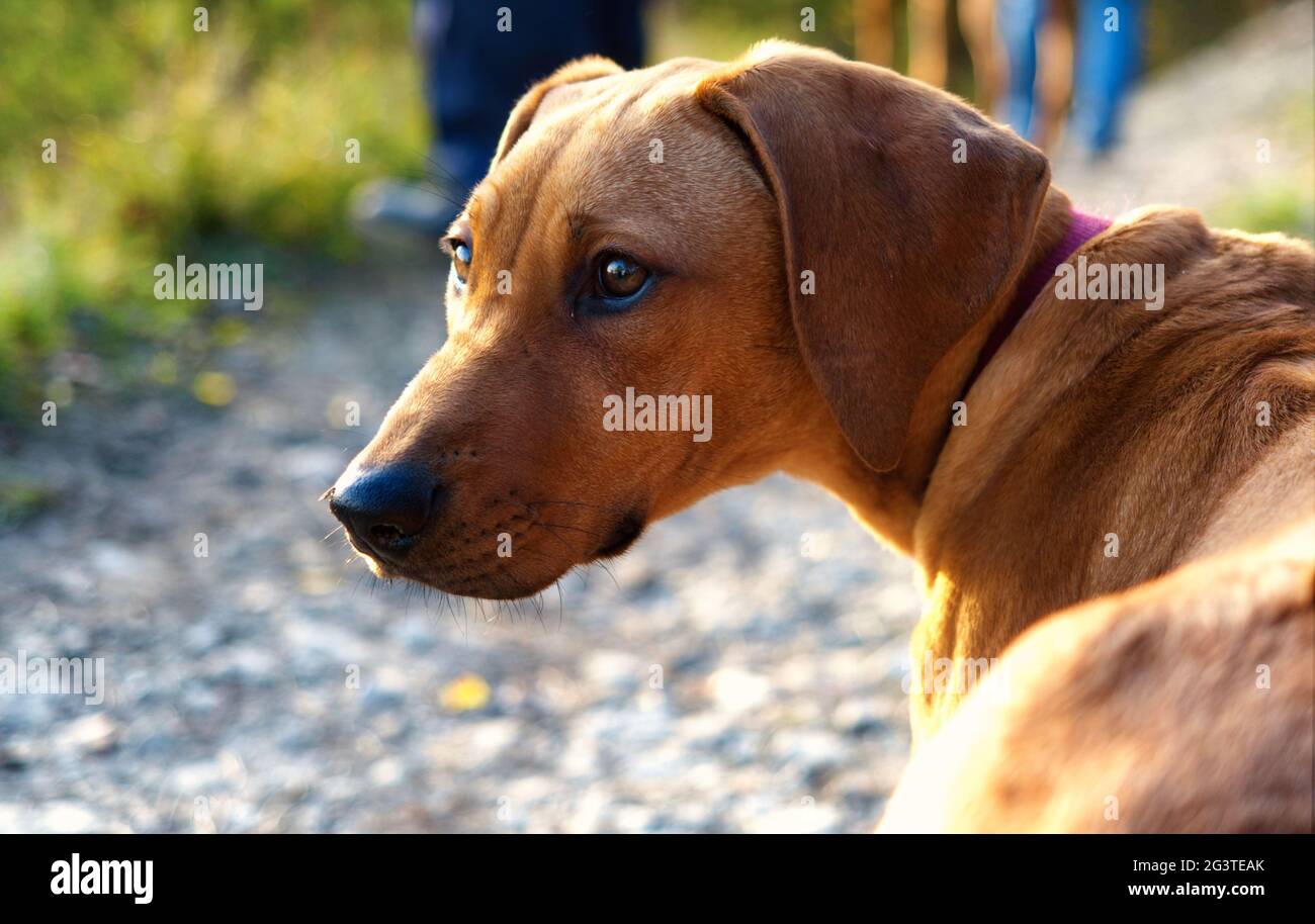 Dog Breed rhodesian ridgeback portrait in nature Jena Stock Photo - Alamy