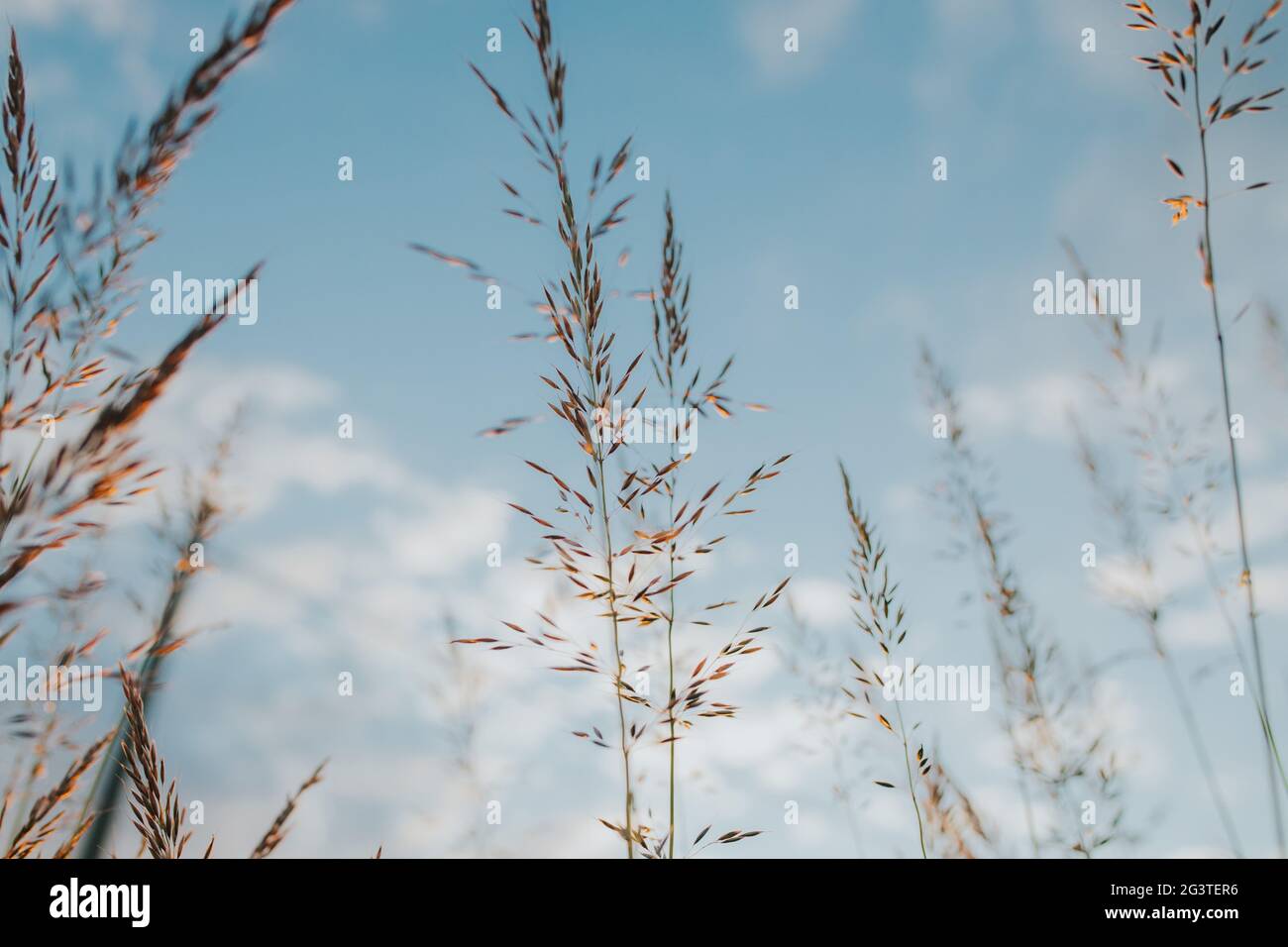 Creeping bentgrass plant hi-res stock photography and images - Alamy