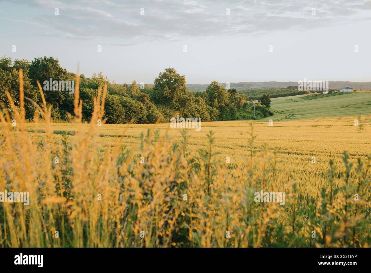 Beautiful barley field at sunset Stock Photo - Alamy