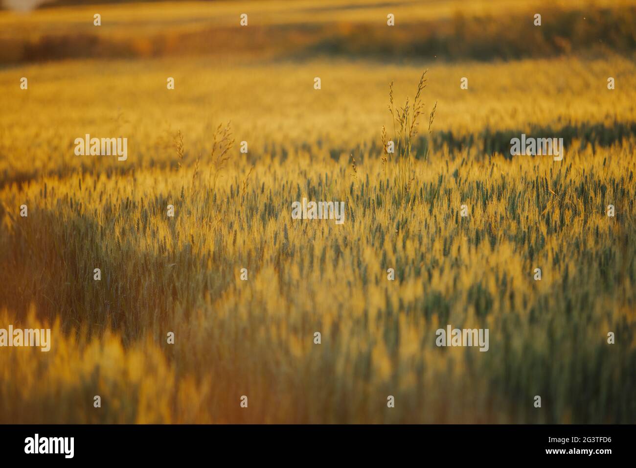 Beautiful wallpaper of the golden barley field at sunset Stock Photo ...
