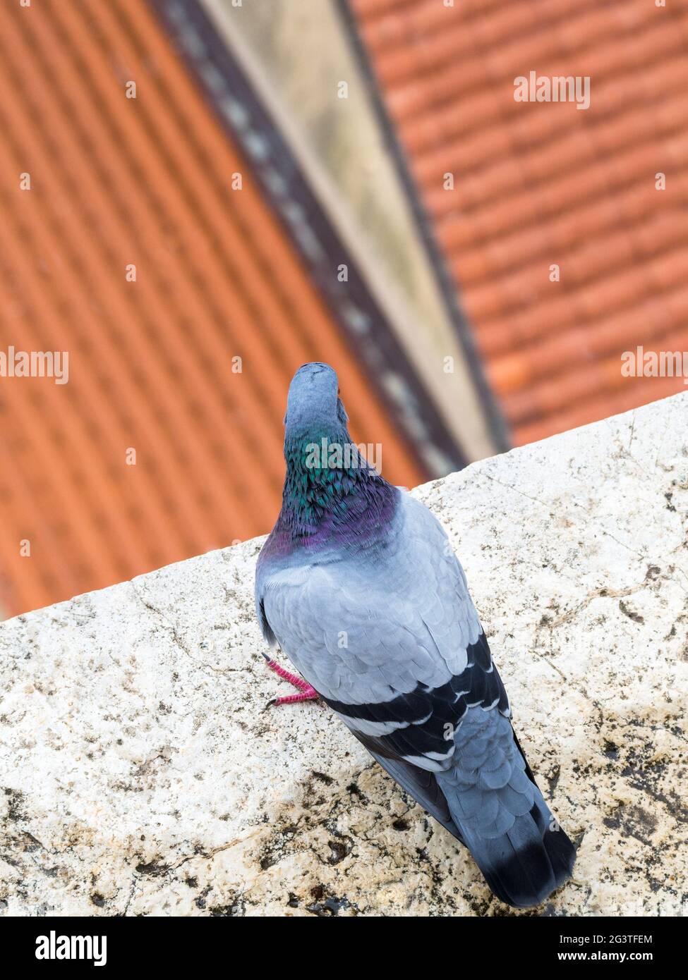 Messenger pidgeon hi-res stock photography and images - Alamy