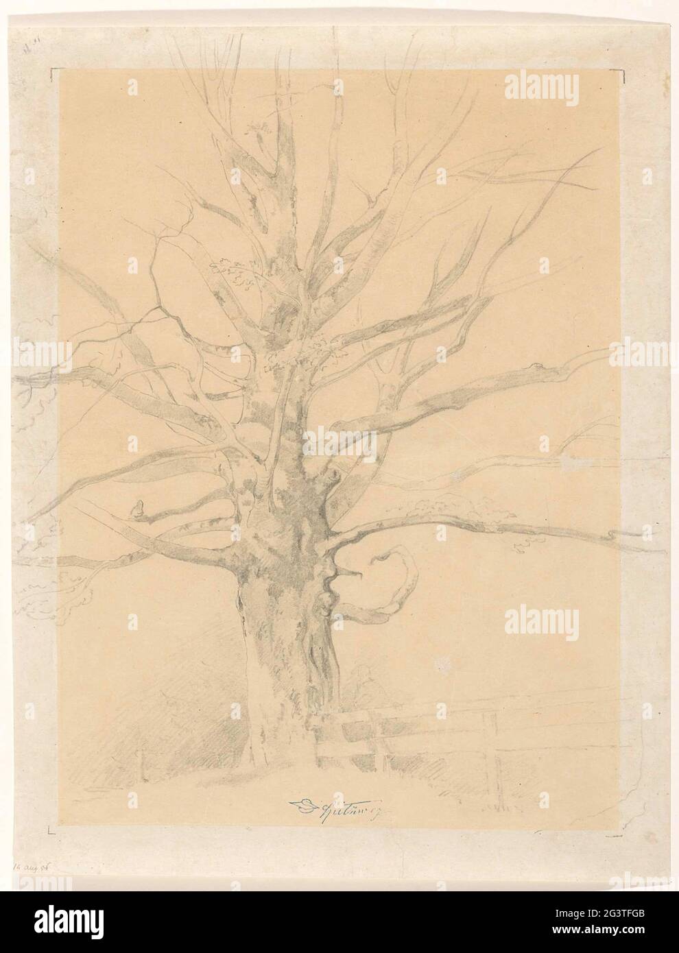 Tree study Stock Photo - Alamy