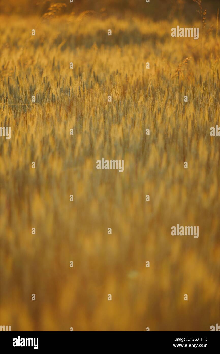 Beautiful wallpaper of the golden barley field Stock Photo - Alamy