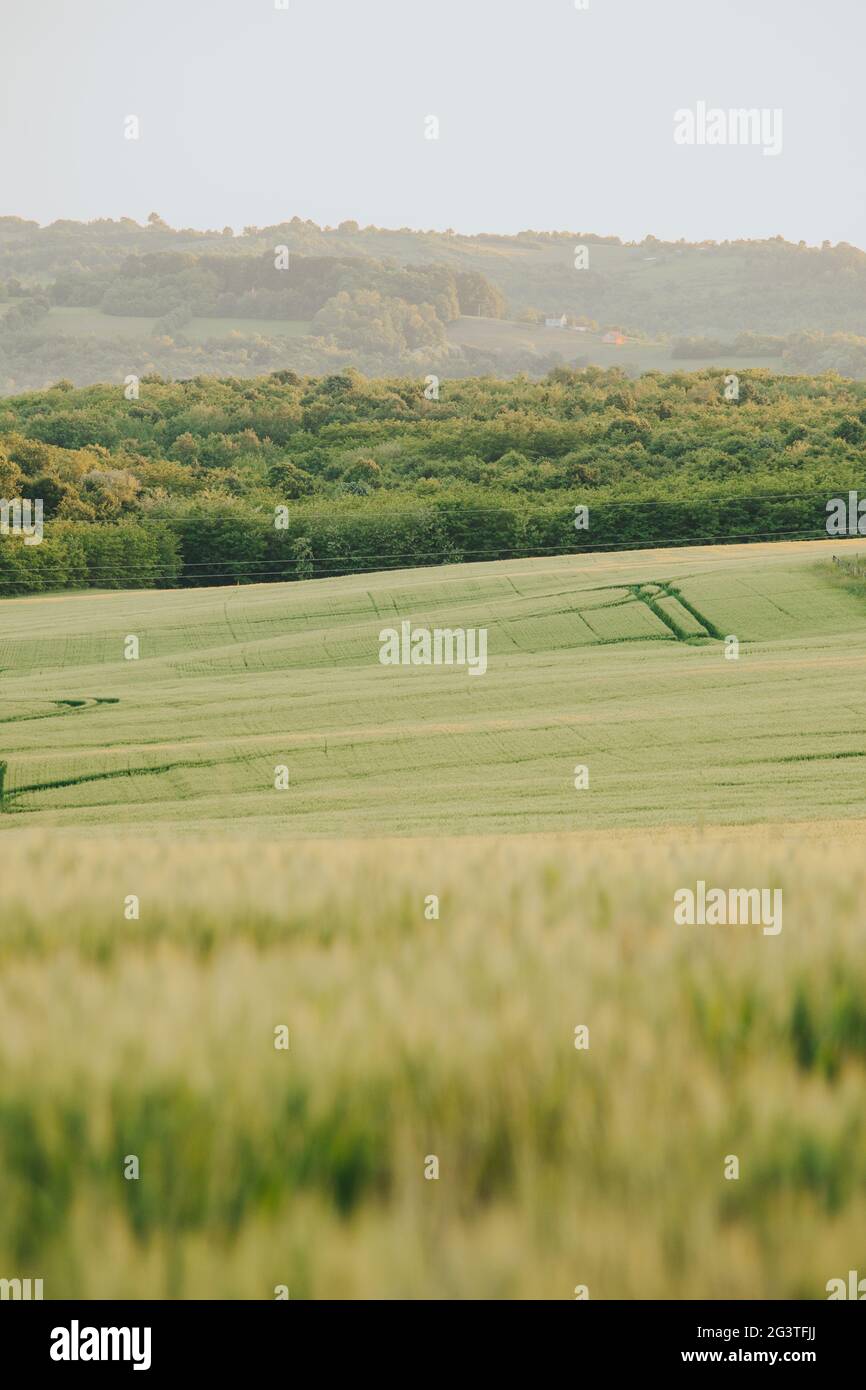 Beautiful forest against the green field at sunset Stock Photo - Alamy