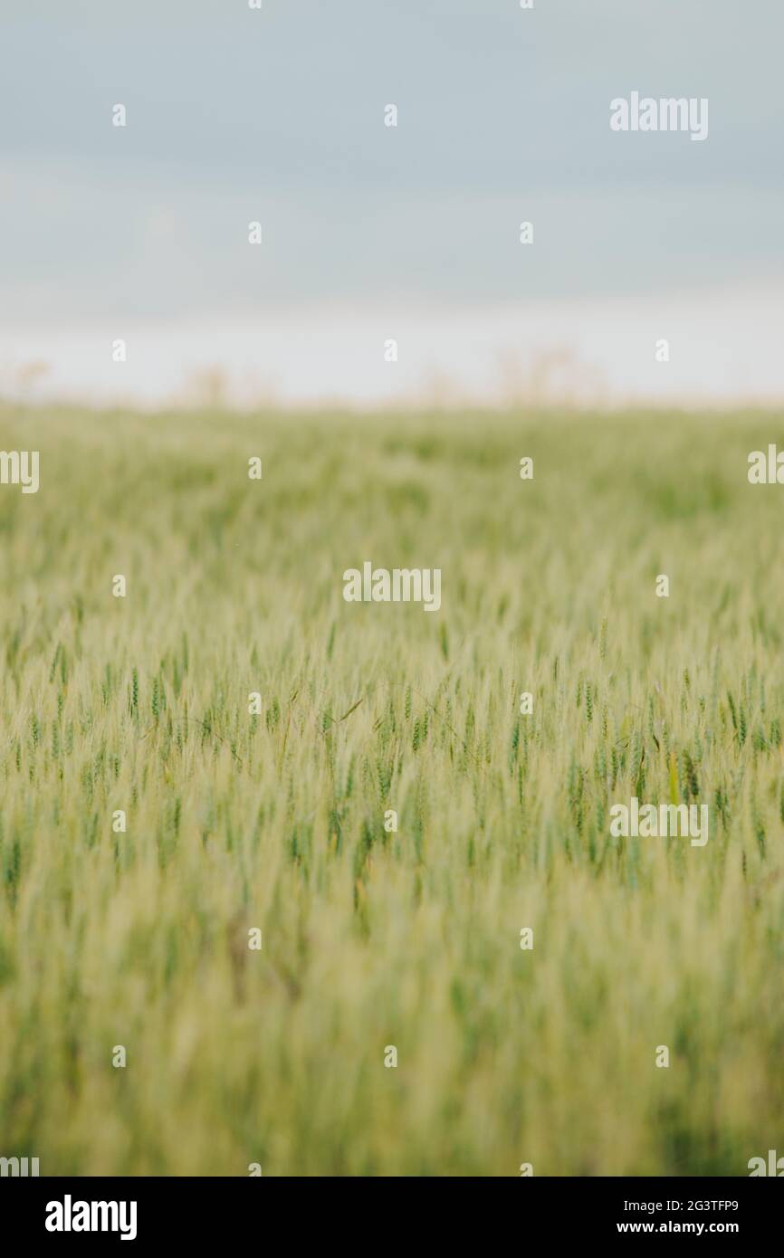 Beautiful vertical wallpaper of green field Stock Photo - Alamy