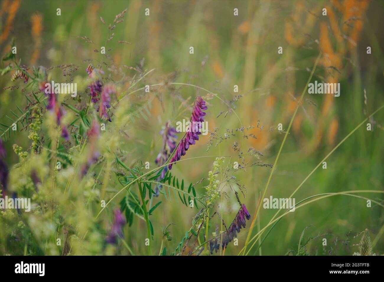 Closeup of Vicia cracca (cow vetch) in the field Stock Photo - Alamy