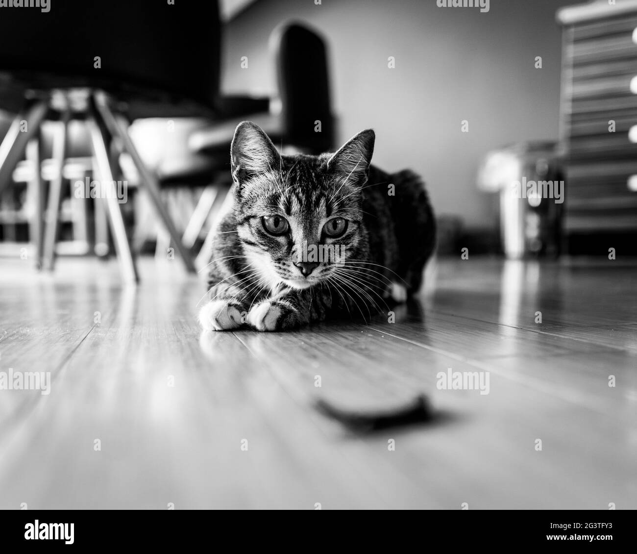Grayscale shot of a cute cat lying on the floor looking at a small ...