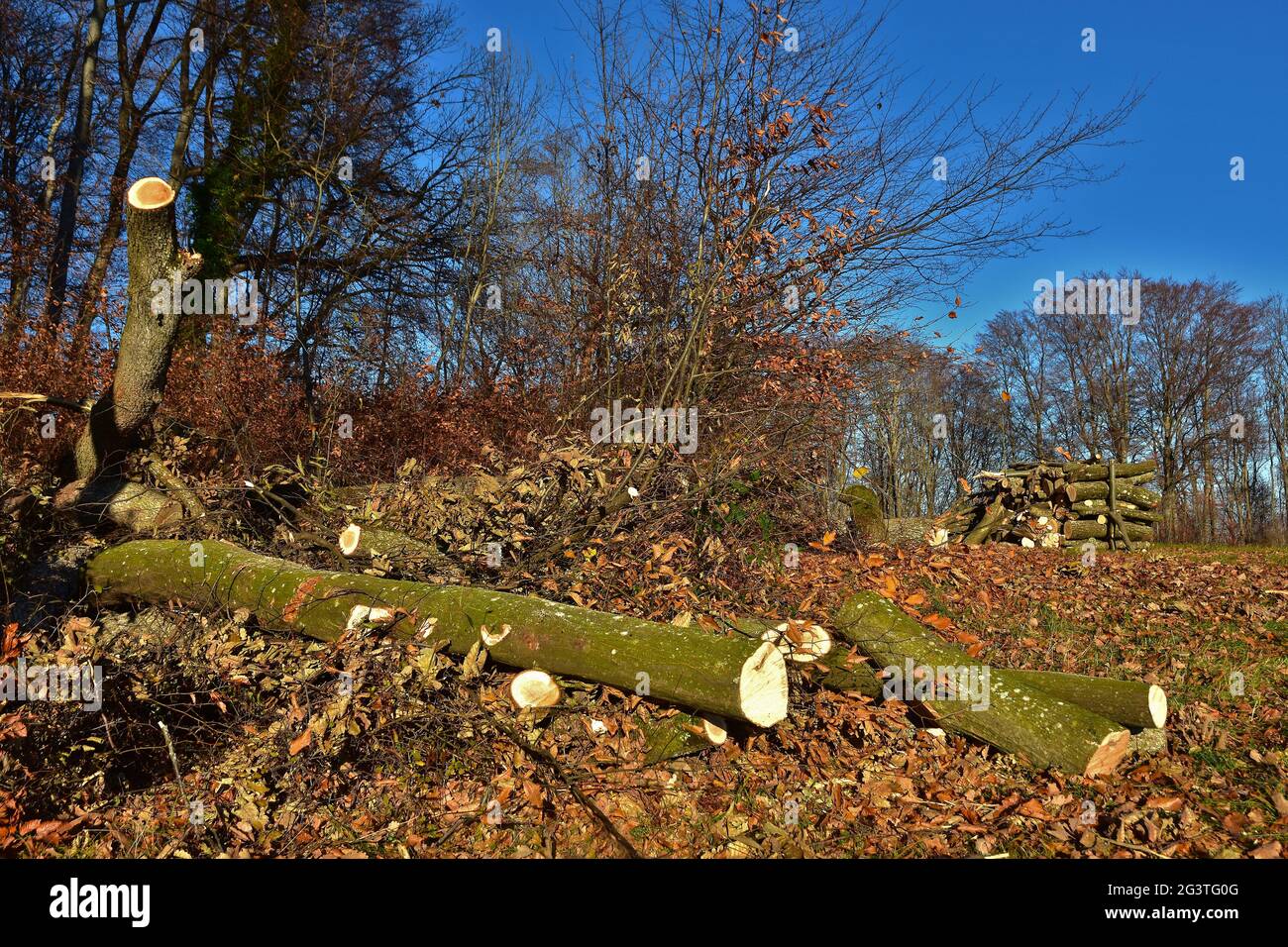 Wood felling hi-res stock photography and images - Alamy
