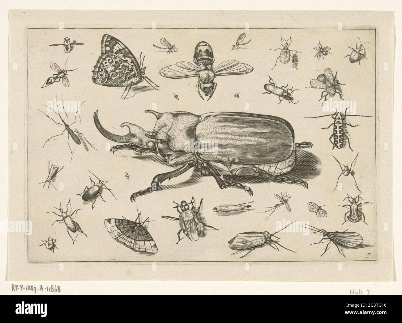 Insects; Diversae Insectarum Volatilium. Different insects with an ...
