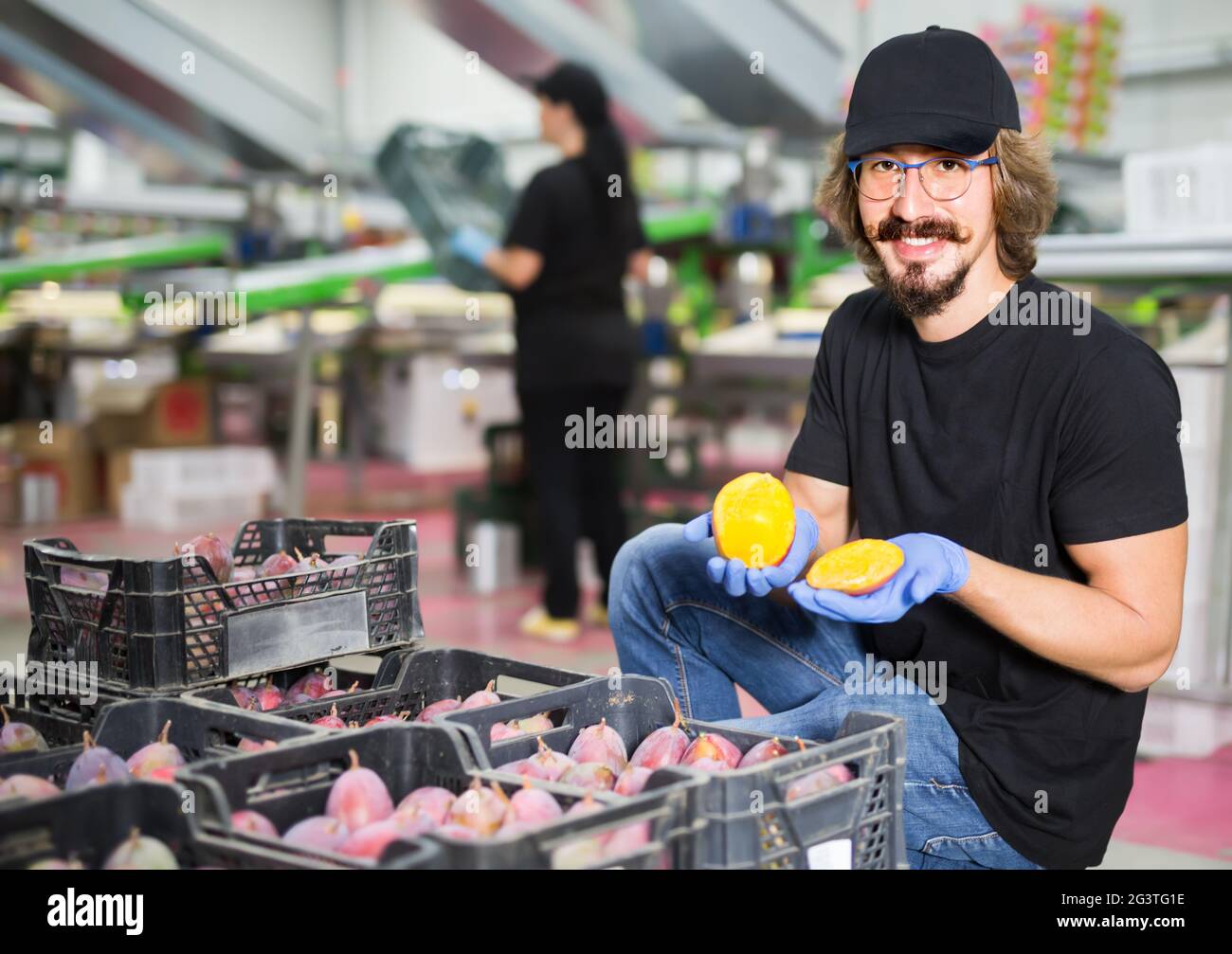 Man worker showing fresh mango fruits Stock Photo - Alamy