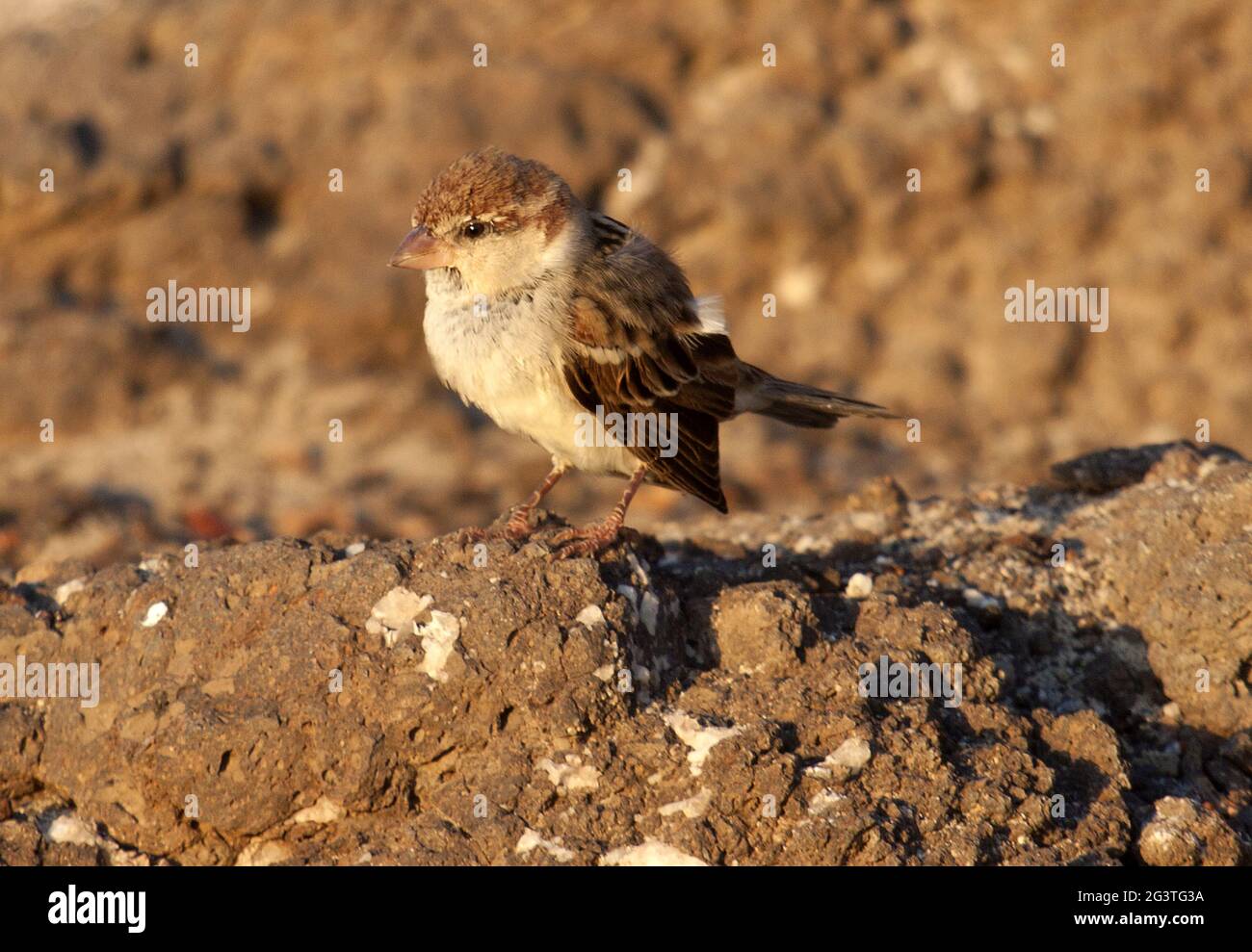 Tree Sparrow, Wahner Heide, NRW, Germany Stock Photo - Alamy
