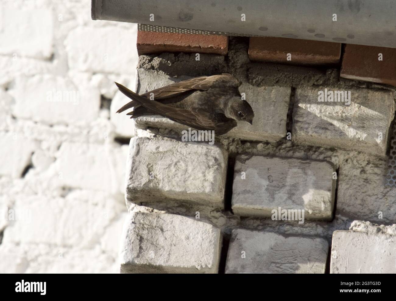 Common Swift, Cologne, Rhineland, NRW, Germany Stock Photo - Alamy