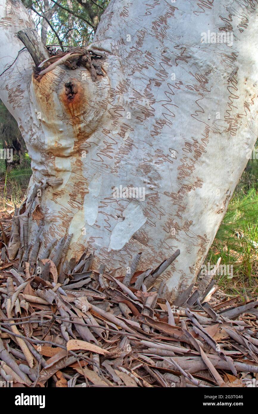 Scribbly gum tree hi-res stock photography and images - Alamy